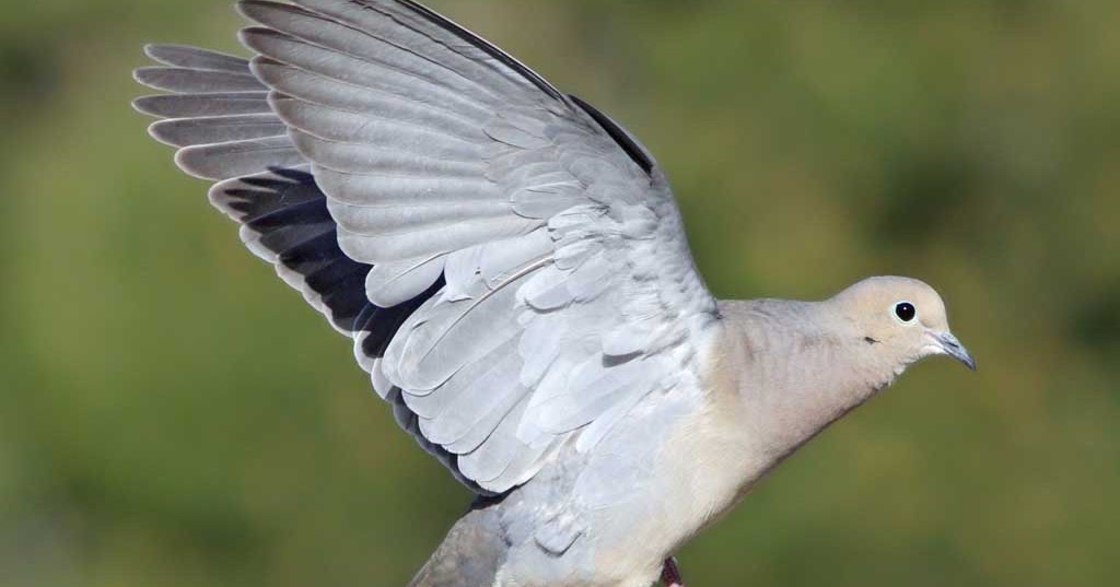 sasquatchobservations.blogspot.com: MOURNING DOVES - SOUNDS OF NATURE