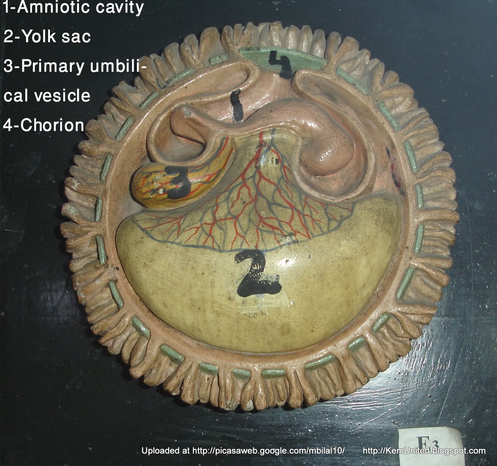 Embryology Models (some are labelled)