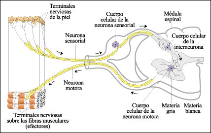Fisiología: Patrones de actividad neuronal