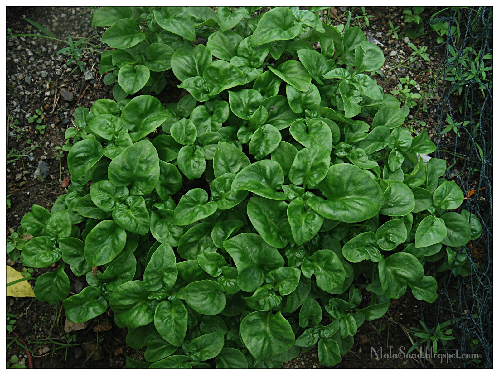 My Green Eye's: Bayam Brazil / Brazillian Spinach.