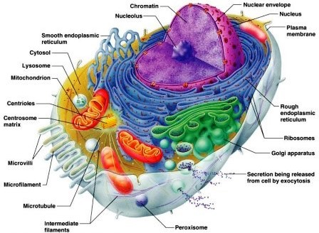 Pengertian dan Macam macam Organel yang terdapat pada plasma sel ...
