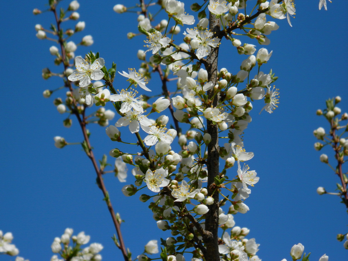 LA MULTI ANI, ROMANIA!: Pom inflorit