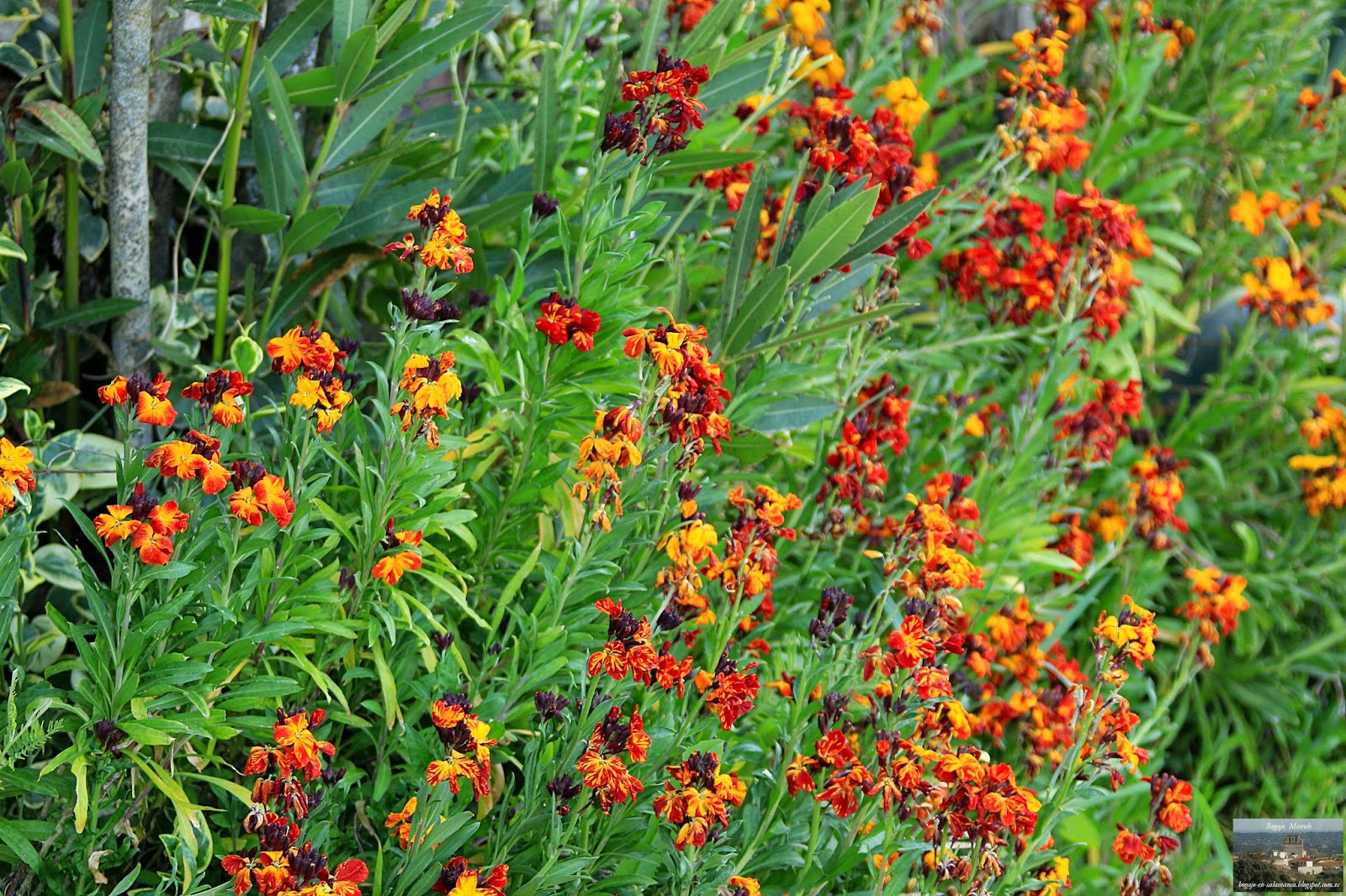 BOGAJO Salamanca: Alhelíes blancos y alhelíes de color amarillo y rojo ...