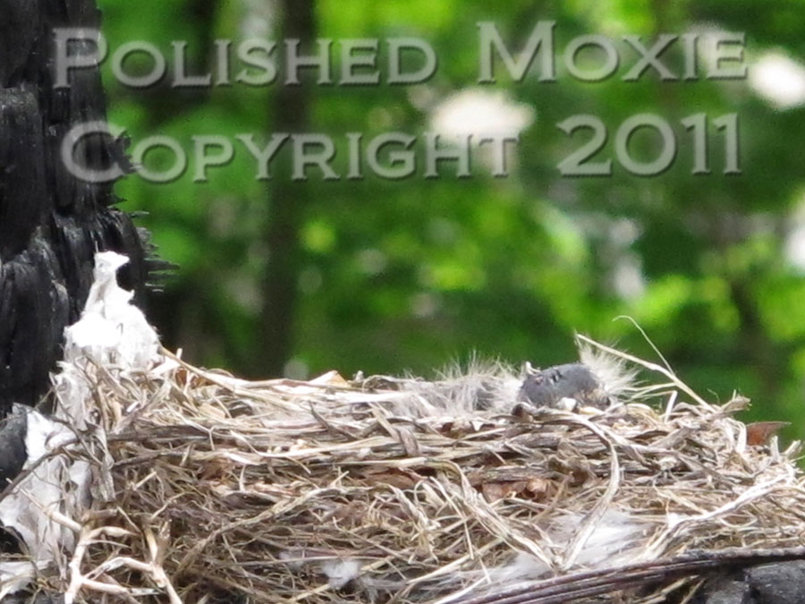 Frizzle Emu Bird in Paradise Behind Chicken Wire Card and Hungry Mouths ...