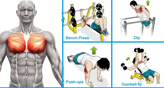 How to Train Your Chest – 4 Exercises to Build Chest Muscle Fast ...