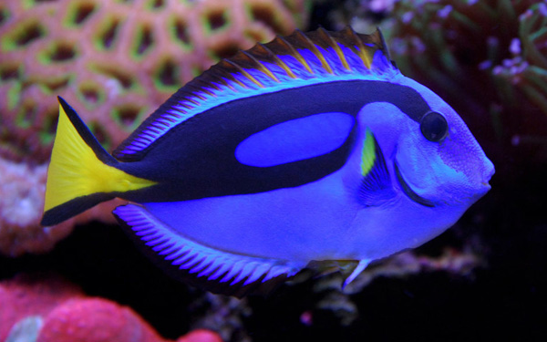 Jenis Ikan Hias Air Laut yang Mudah Dipelihara dan Harganya | Mag Fish