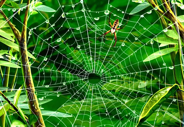 Keajaiban Teknologi dari Jaring Laba-laba | ZILZAAL