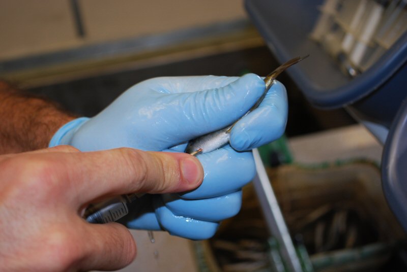 The Dish on Fish: PIT Tagging