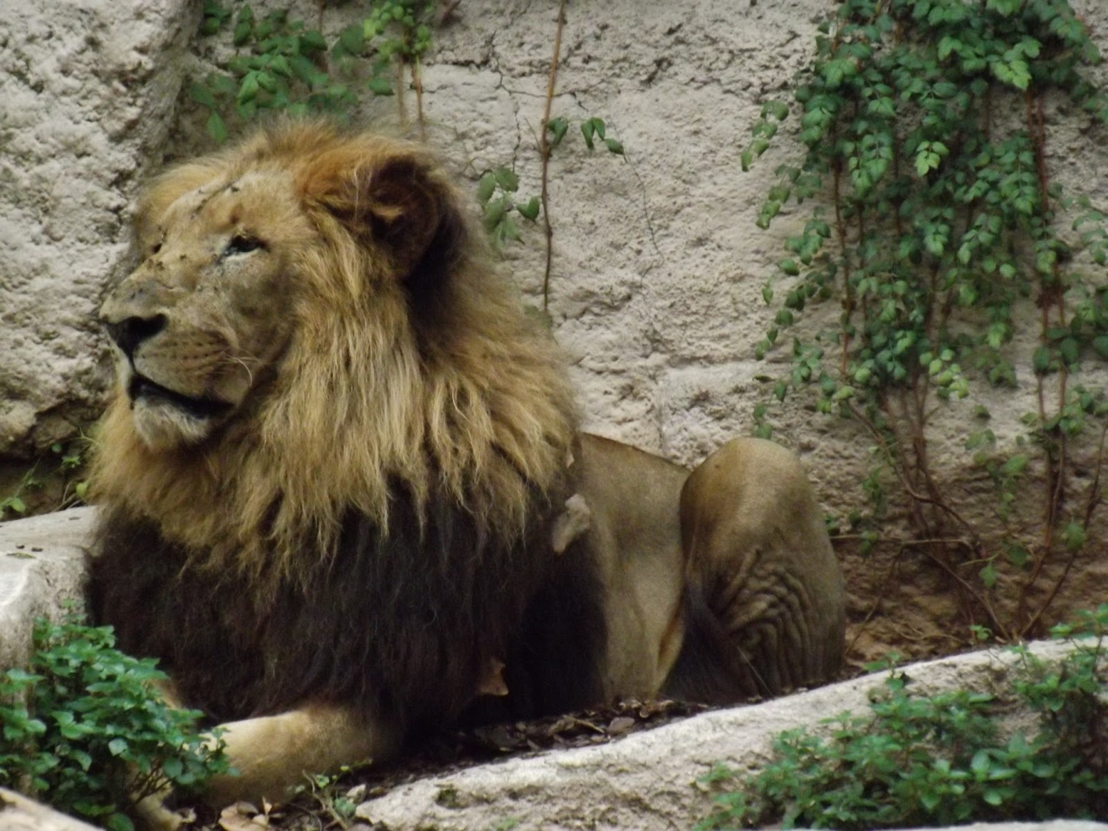 EL MUNDO ANIMAL: EL LEÓN