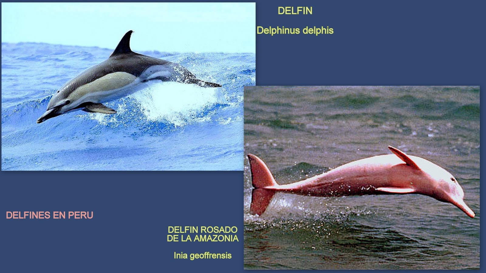 Animales y Plantas de Perú PLAAN: octubre 2015