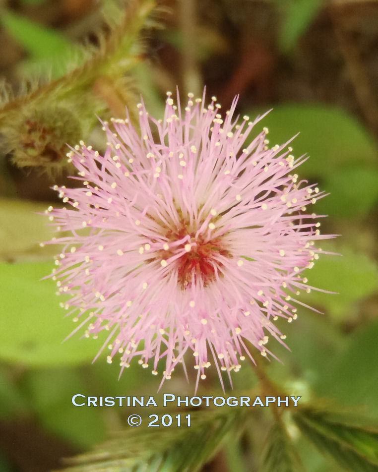 Flowers of Panama: Rare, common and exotic flowers from Central America