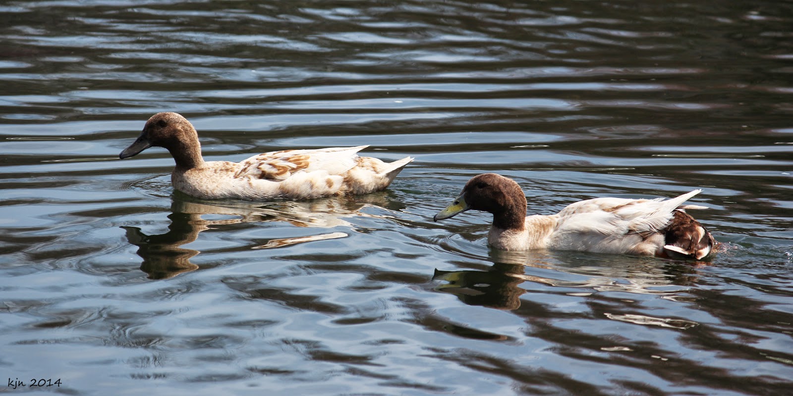 The Outskirts of Suburbia: Odd Ducks