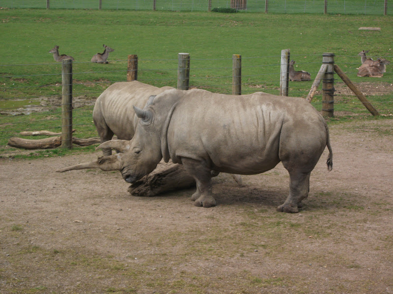 Marwell Zoological Park