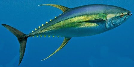 7 Jenis Ikan Tuna di dunia