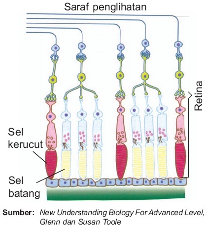 Indera Penglihatan pada Manusia (Mata) : Struktur Fungsi Bagian:blog info