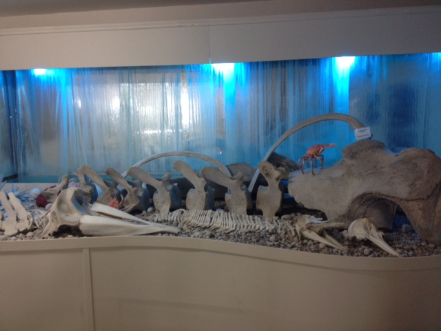 The Smarties Science Club: Sea Shell Museum, Corfu, Greece