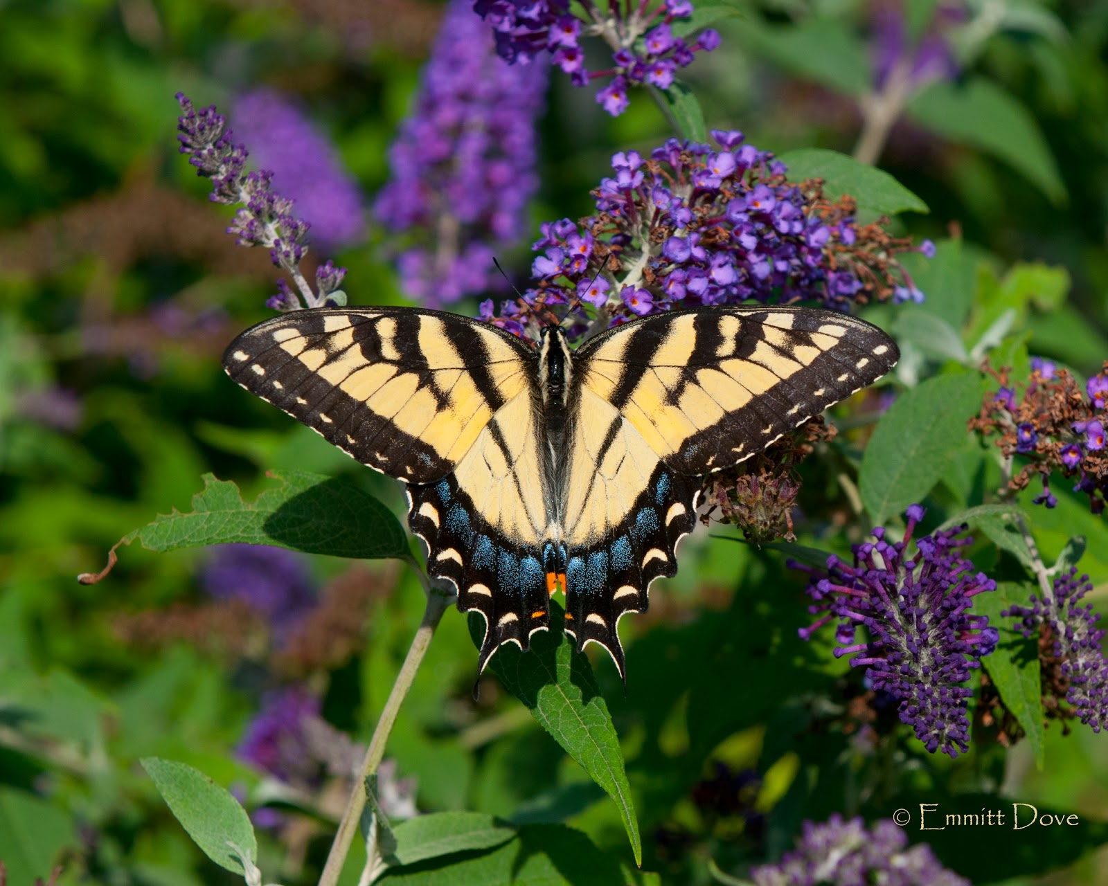 Emmitt's Teardrop Adventures: It Is Butterfly Season