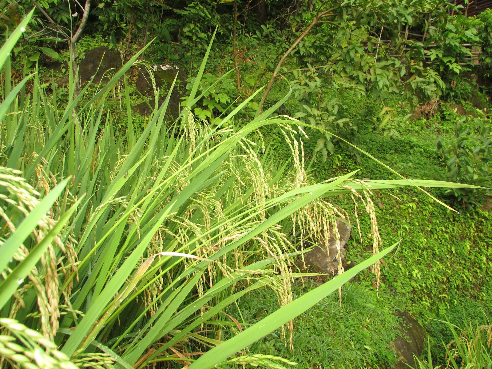 Foto Padi yang Menguning di Persawahan Nan Indah - Foto Lepas