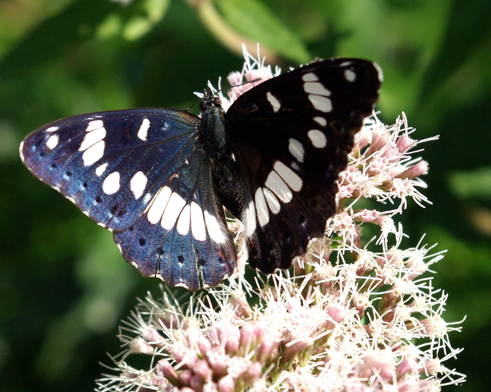 Butterfly Pictures: Purple Emperor - Apatura iris