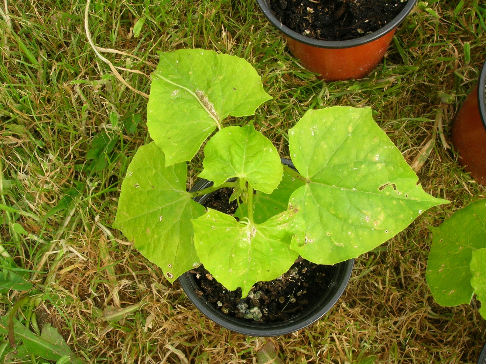 Anchote: Out of Africa