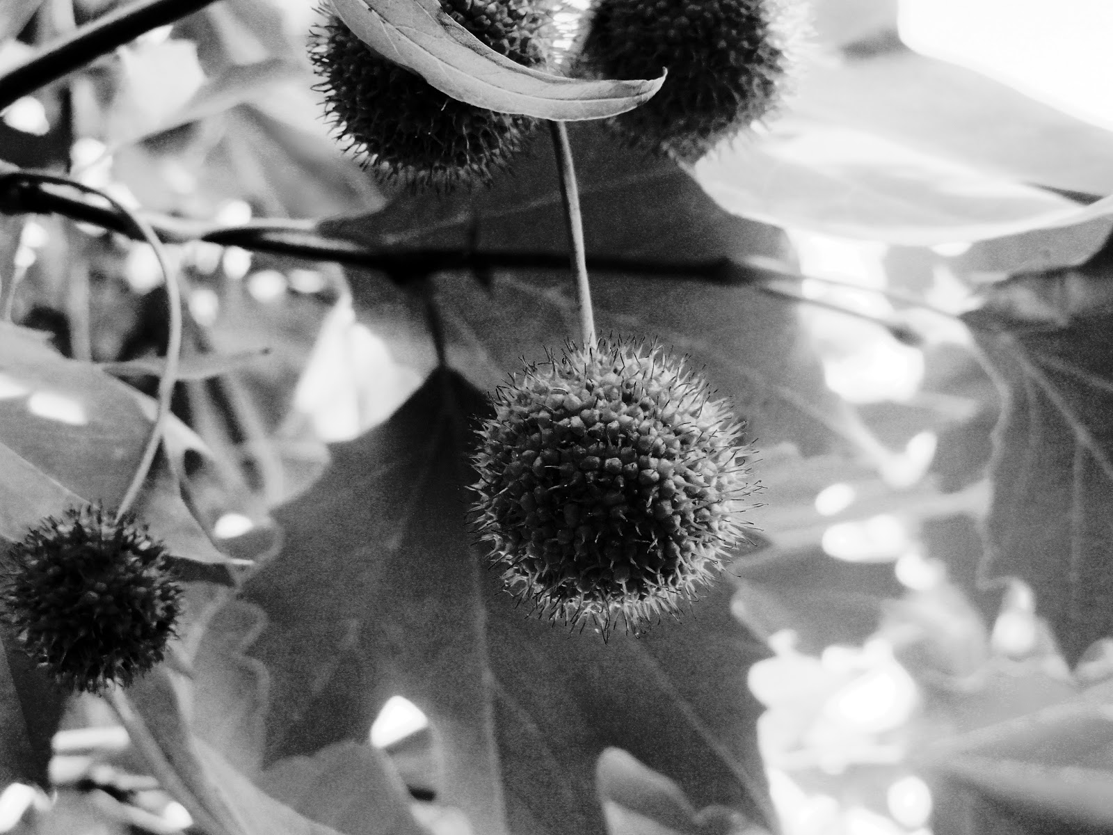 Imagini alb-negru cu plante / Black and white images with plants ...