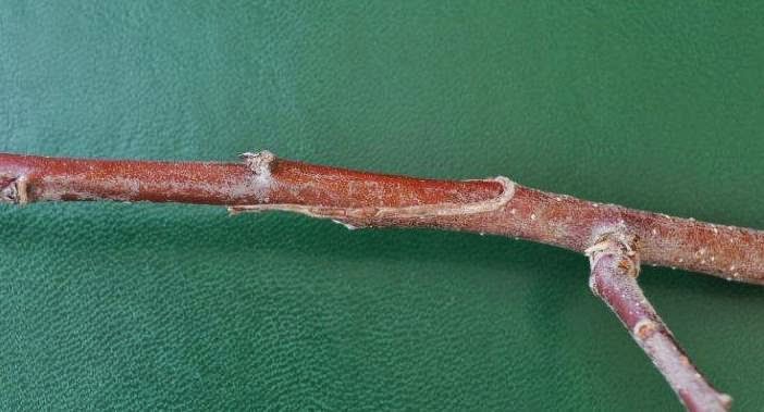 CO-Horts: Learn How to Graft Apple Trees