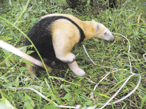 Cultura Guaraní: EL OSO MELERO