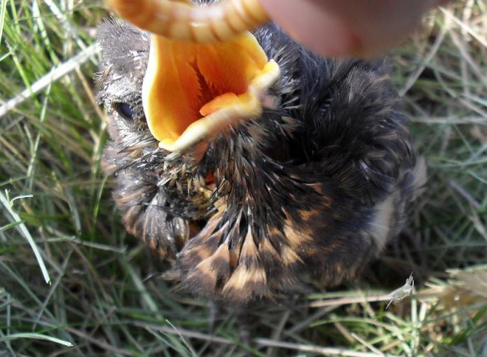 regard perché: Merlito : le bébé merle