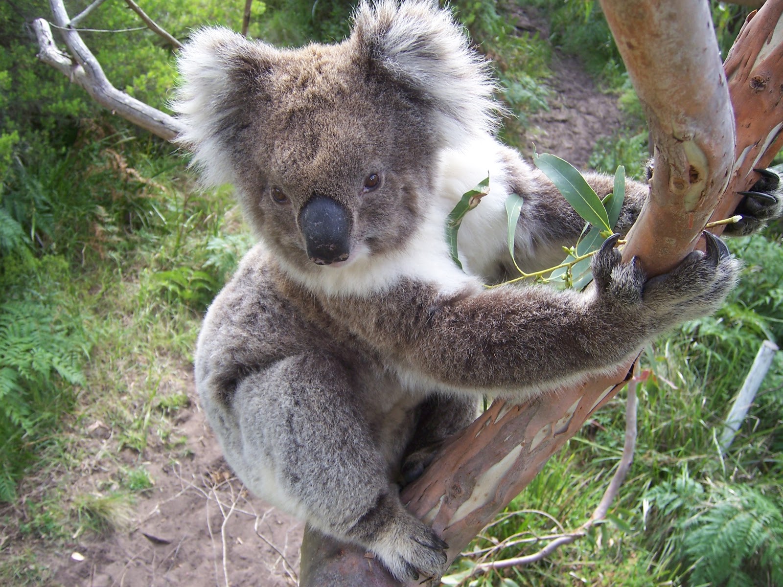 Travelling Around Australia in a Lemon: Grampians to Geelong