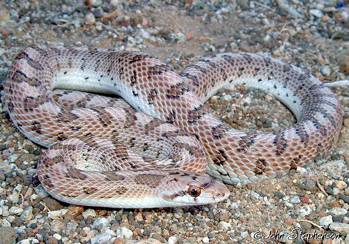The Beauty Of The Glossy Snake