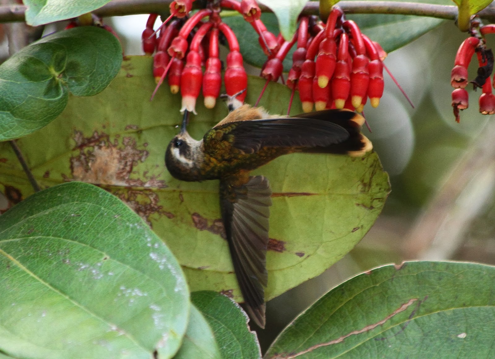 Nuestro bello mundo...: Hummingbirds and other birds from the mountain ...