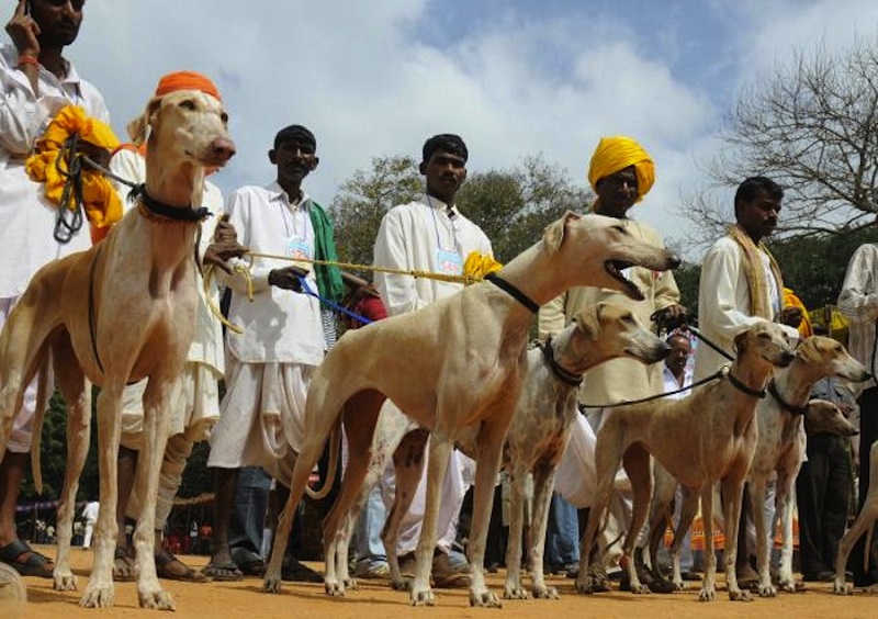 Arjunpuri in Qatar: 16 facts about Indian Army’s ‘Mudhol Hounds’