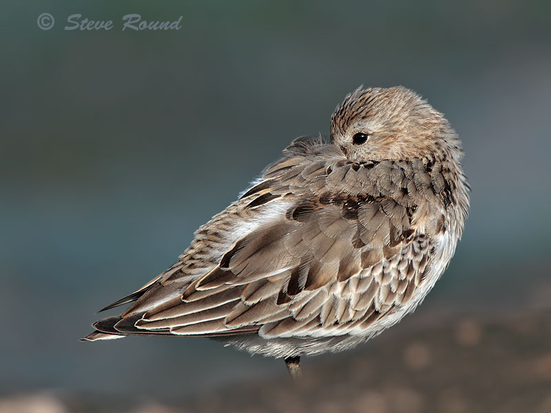Steve Round Wildlife Photography: Dunlin