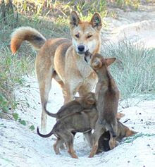 Animal Encyclopedia: Dingo