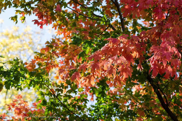 Leaf Dance Photography: The Begining of Autumn // Leaf Dance Photography