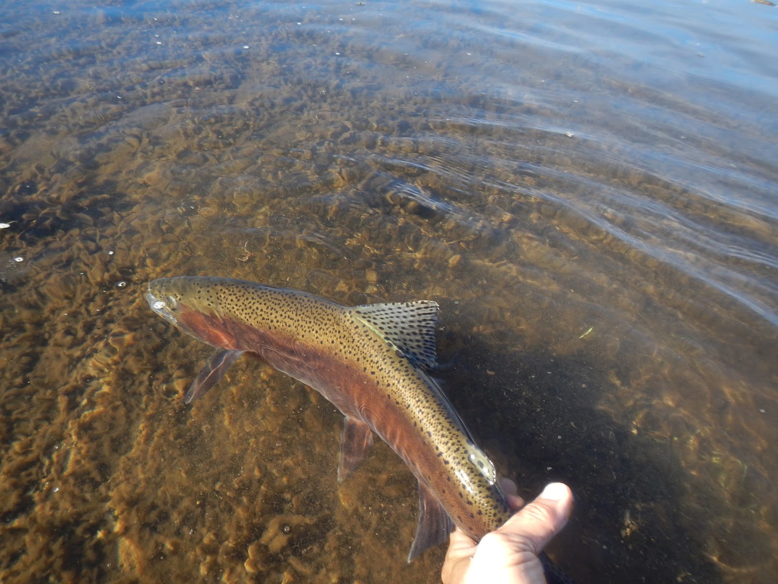 California Fly Fishing: March 2018