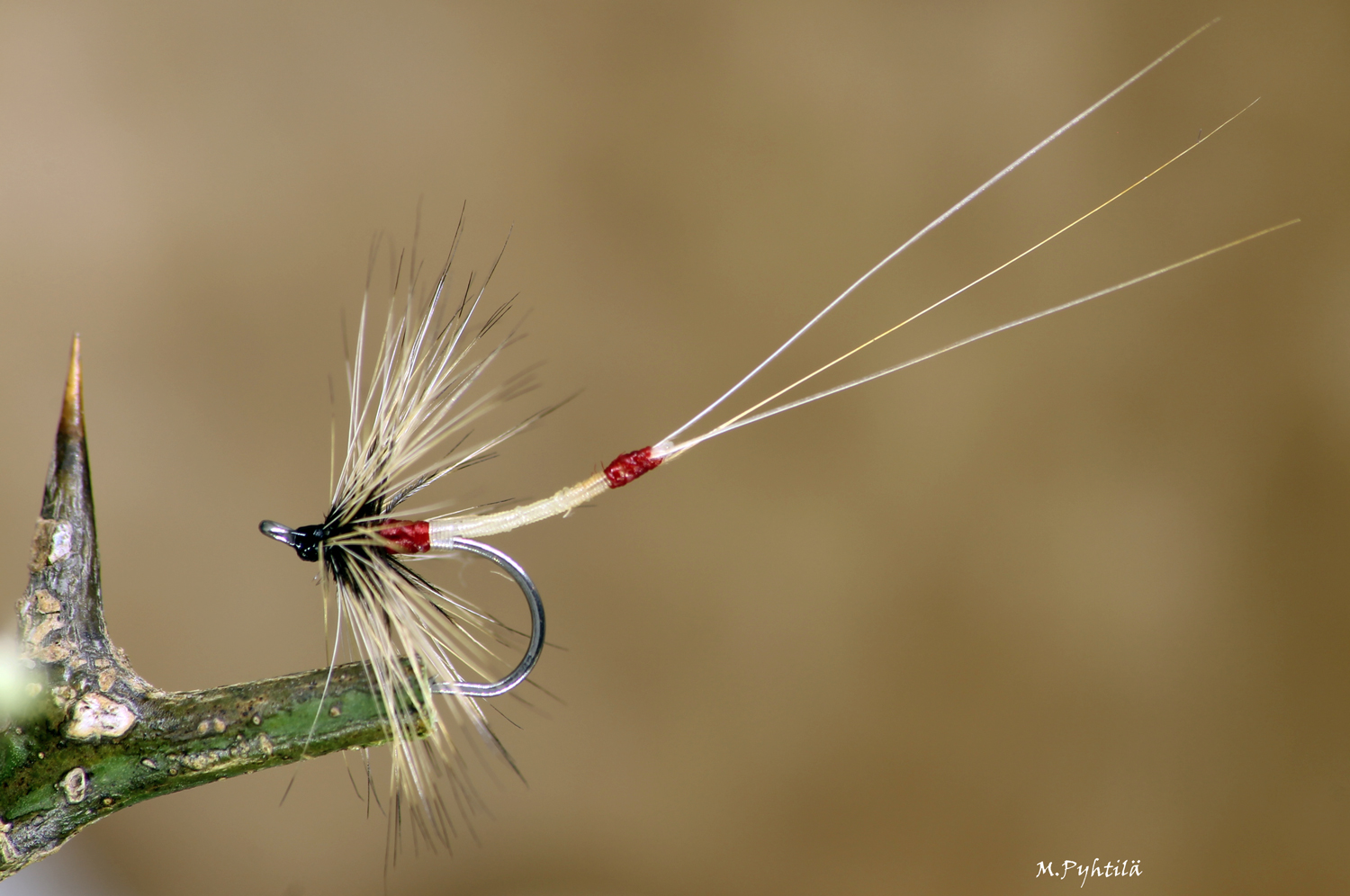 Päiväntasaajan Perhokerho: Jenny Spinner