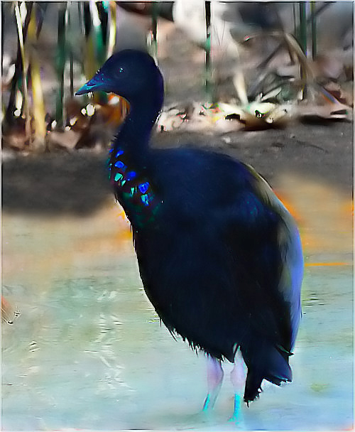 Foto-Natura-Huesca: AGAMÍ Psophia crepitans Carl von Linné, 1758 grey ...