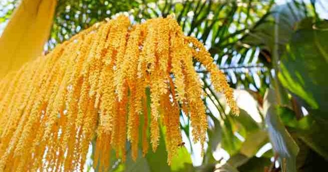 Ce que tu cherche : Date palm pollen remède pour l'infertilité masculine
