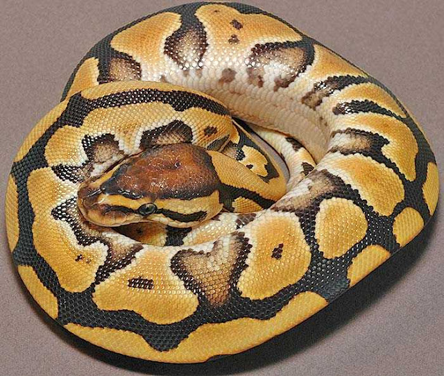 Radioactive Reptiles: Female Desert Ball Python: Unproven Breeding