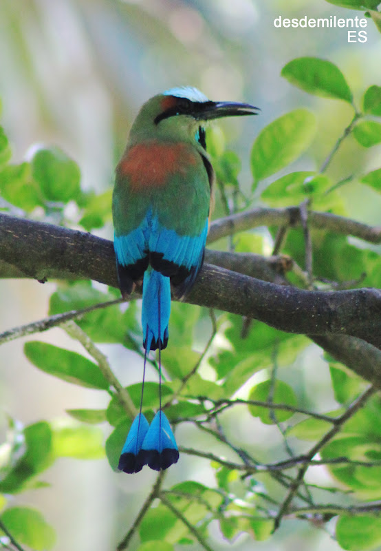 Aves de El Salvador: El canto nuestro de cada día ~ .:El Salvador desde ...