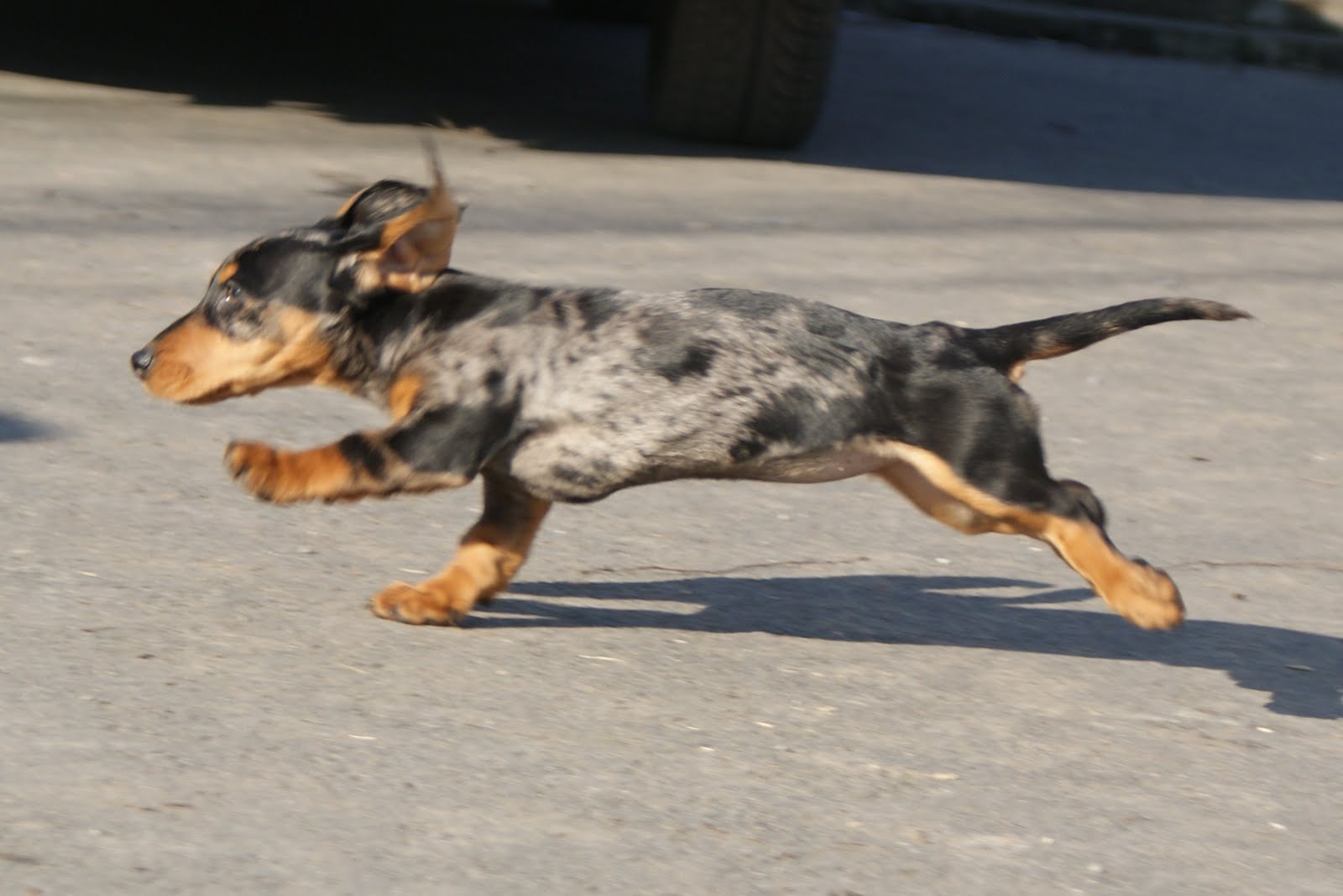 Hoogmaatheide Teckel Getuigenissen: FW: bleu merle teckeltje