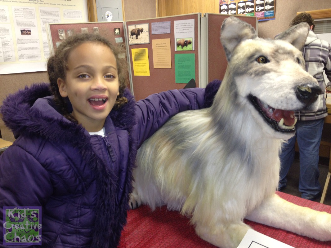 Battleground Indiana Wolf Park Field Trip: Things to do in Indiana ...