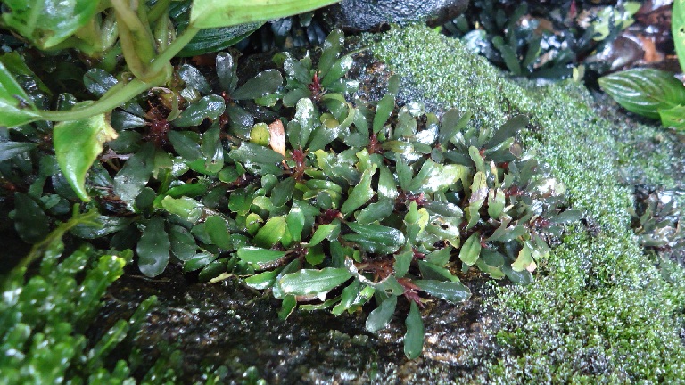 Achtung! My Bucephalandra Page: Buce. sp "Midnight Blue"