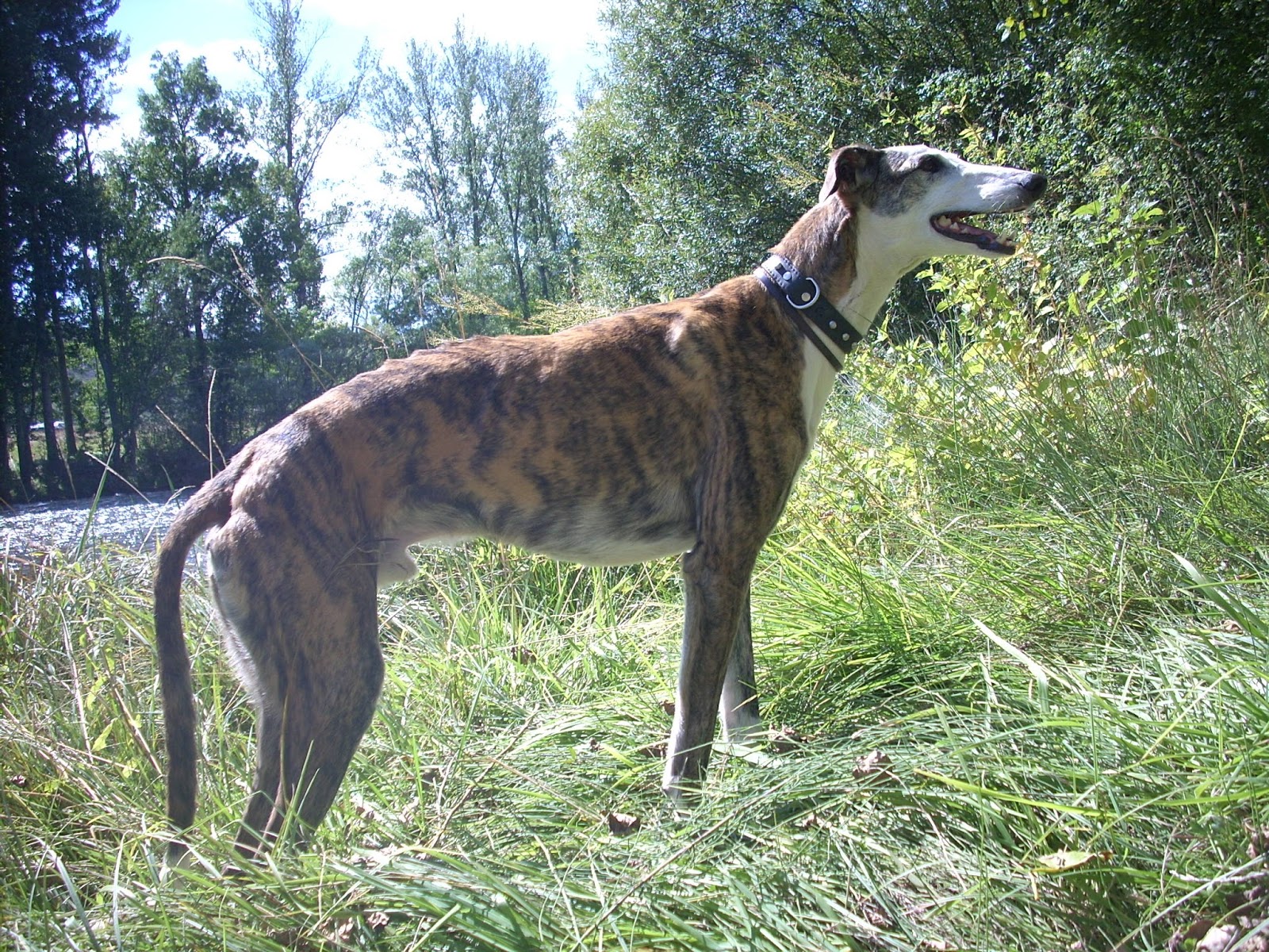 EL GALGO DE DON QUIJOTE DE LA MANCHA: "CHURRUCA": EL GALGO DE ALONSO ...