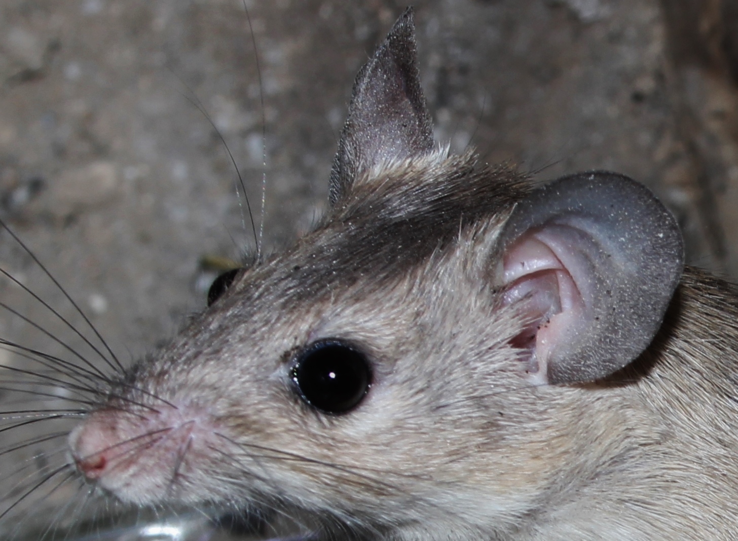 Biodiversity of Cyprus by NGO Protection of the Natural Heritage and ...