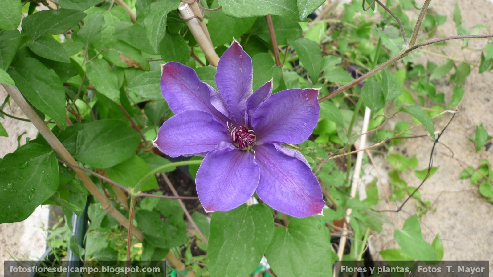 Flores y plantas silvestres: " Clematis spp ". Clemátide.