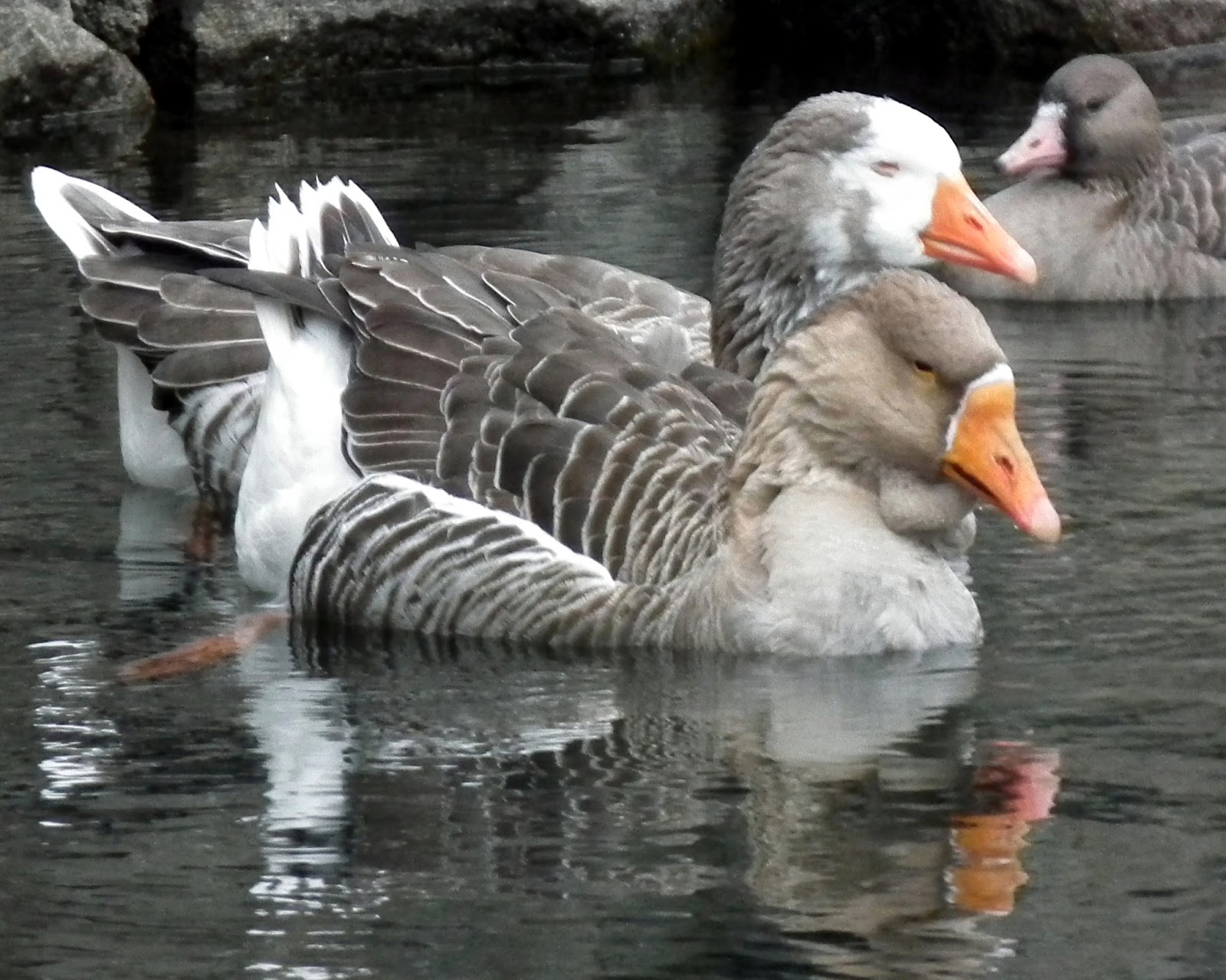 Bird Lady Blog... by Sherrie Steele: Duck, Duck, Goose at Riverfront Park