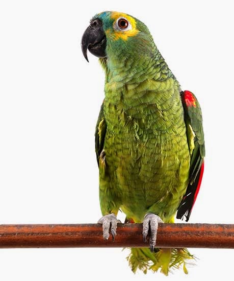 IMAGENES: FOTO DE LORO