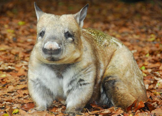 Wombat Southern Hairy Nosed Animals | Amazing Facts & Latest Pictures ...